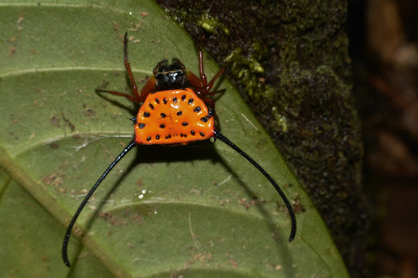 Curved Spiny Spider | Project Noah