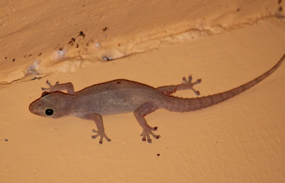 Kimberley Dtella or Common House Gecko | Project Noah