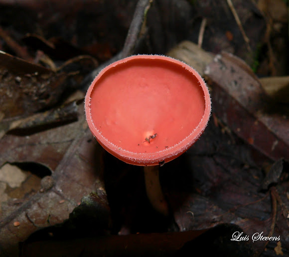 Cup fungi | Project Noah