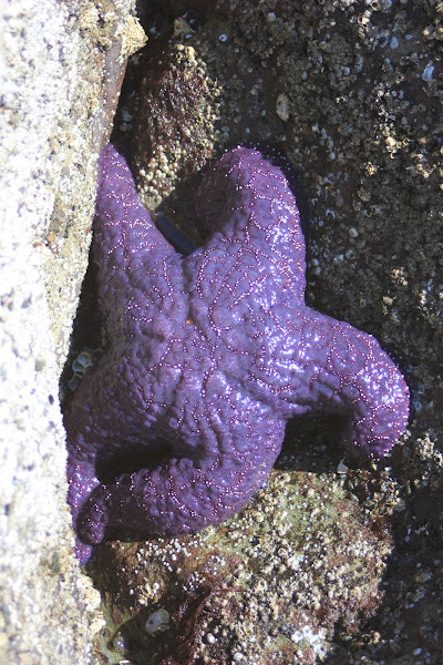 Purple Sea Star | Project Noah