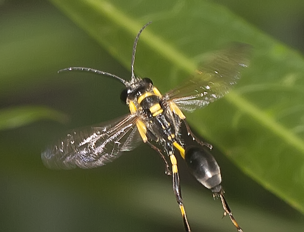 Mud Dauber | Project Noah