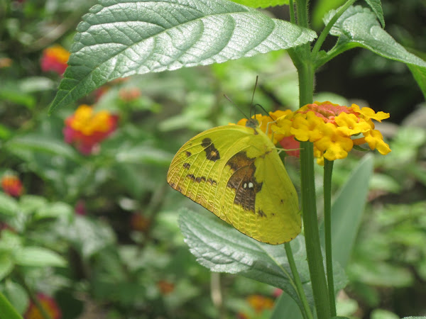 The Common Emigrant or Lemon Emigrant | Project Noah