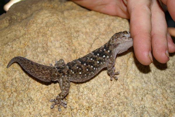 Turner's Thick-Toed Gecko | Project Noah