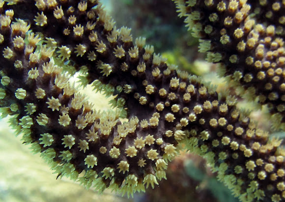 Black Sea Rod | Project Noah