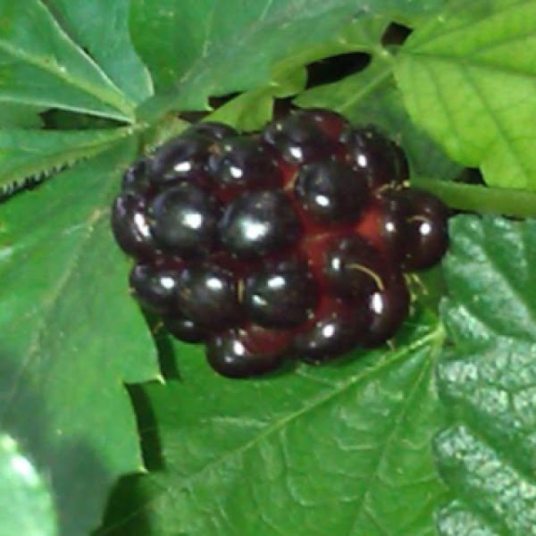 Southern Dewberry | Project Noah