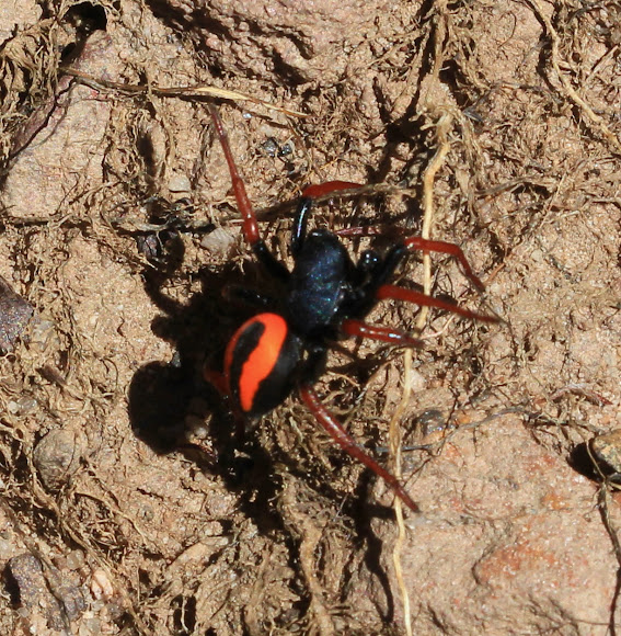 Burrowing spider | Project Noah