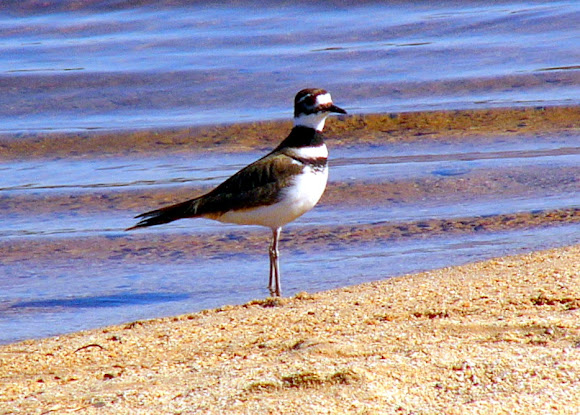 Killdeer | Project Noah