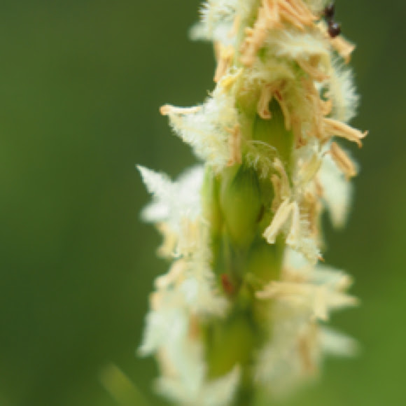 Seashore centipede grass | Project Noah