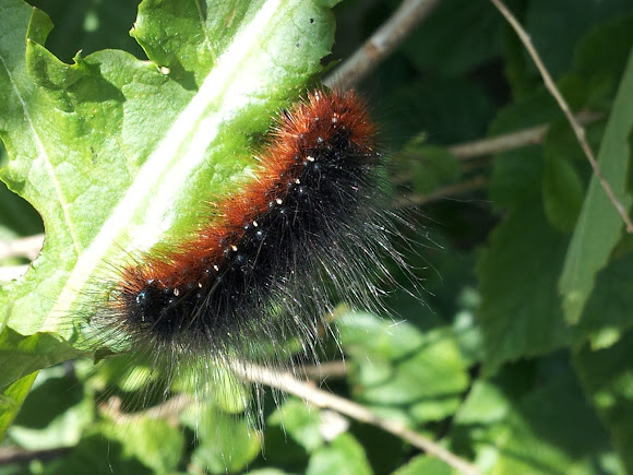 Wooly Bear - Tiger moth caterpillar | Project Noah