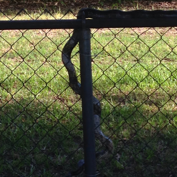 Western Rat Snake | Project Noah