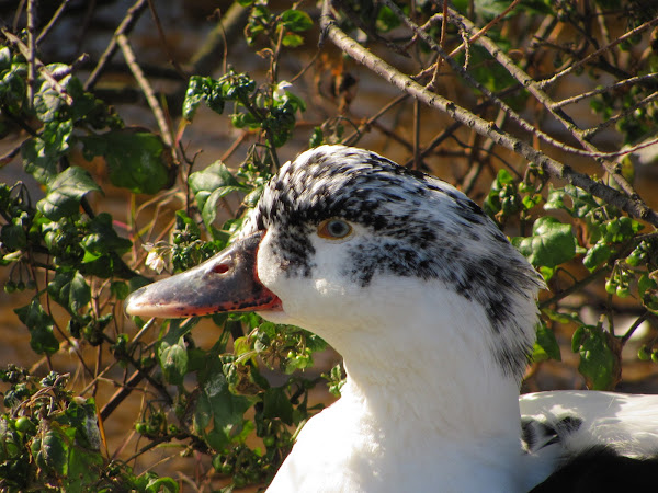 Domestic Mallard x Muscovy Duck hybrid | Project Noah