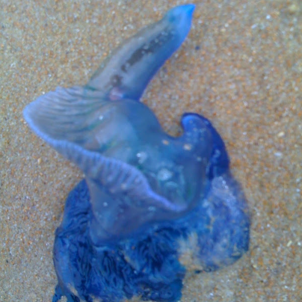 Blue bottle | Project Noah