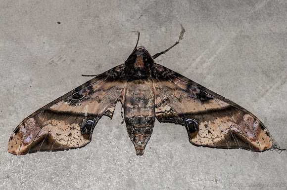 Mango Hawkmoth | Project Noah