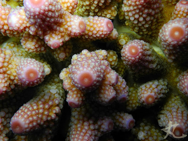 Finger Coral | Project Noah