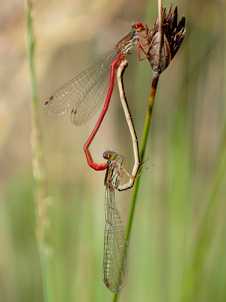 Small Red Damselfly | Project Noah