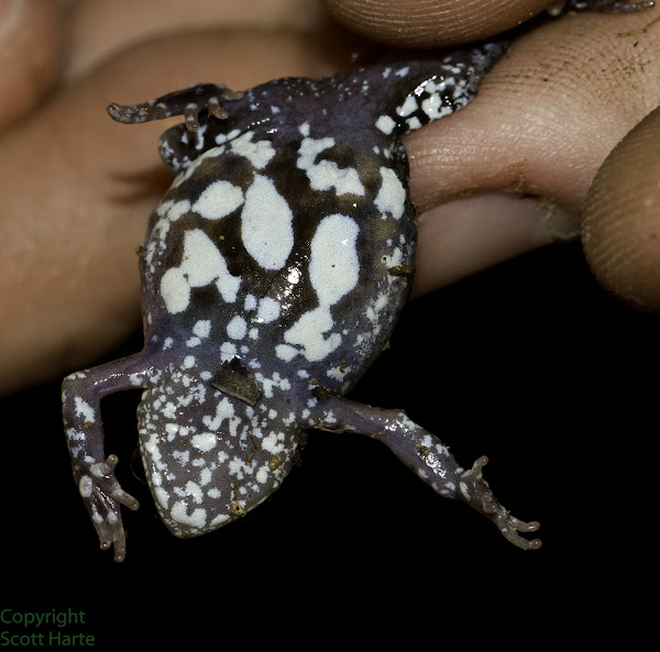 Magnificent Toadlet | Project Noah