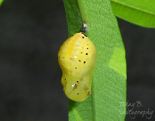 Common Indian Crow | Project Noah