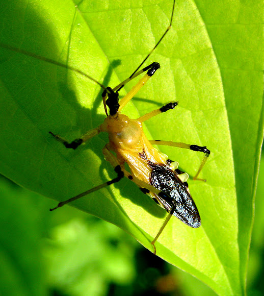 Yellow Assassin Bug | Project Noah