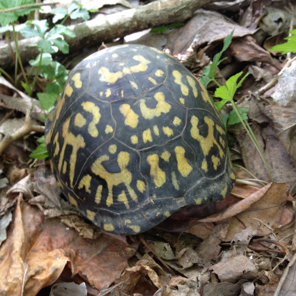 Ornate Box Turtle | Project Noah