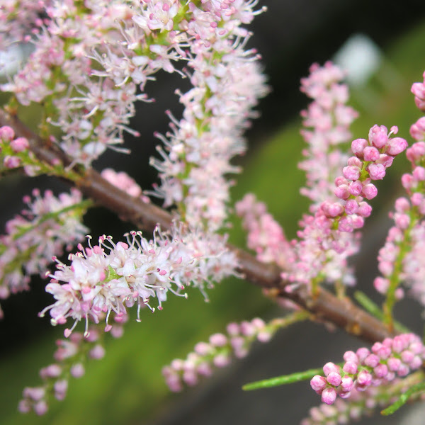 Athel Tree | Project Noah