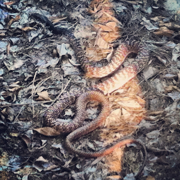 Red Coachwhip | Project Noah