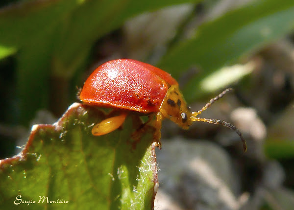Red leaf beetle | Project Noah