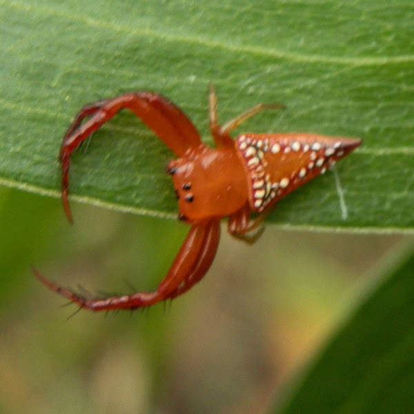 Triangular Spider | Project Noah
