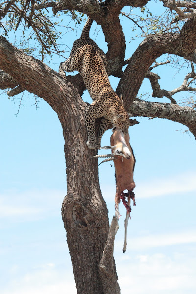 Leopard | Project Noah