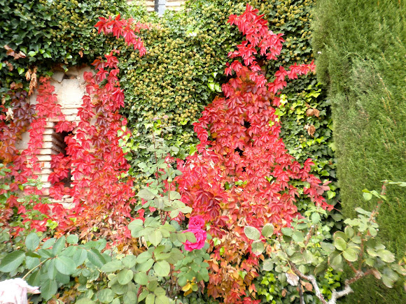 Parthenocissus tricuspidata = Ampelopsis veitchii (Parra virgen. Ivy ...