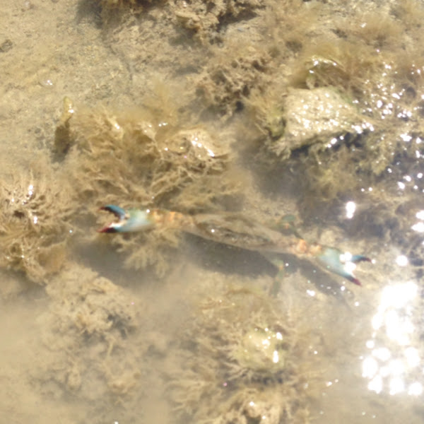 Blue-pincher crab | Project Noah