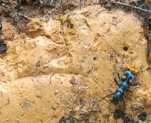 Tiger Beetle | Project Noah
