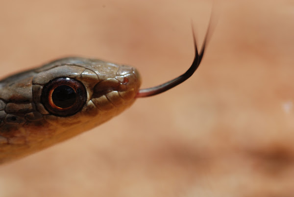 Short-snouted Whip Snake | Project Noah