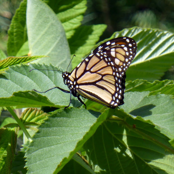Monarch Butterfly | Project Noah