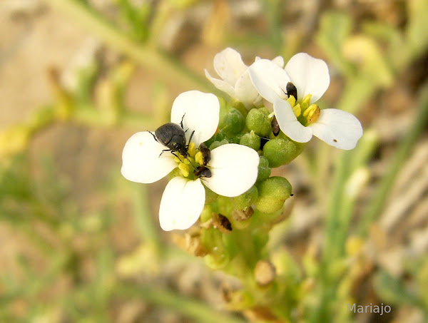 Jaramago | Project Noah