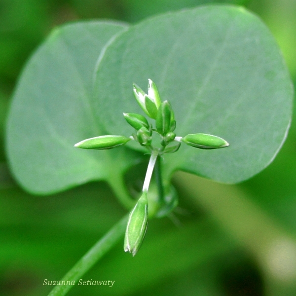Dew Herb | Project Noah