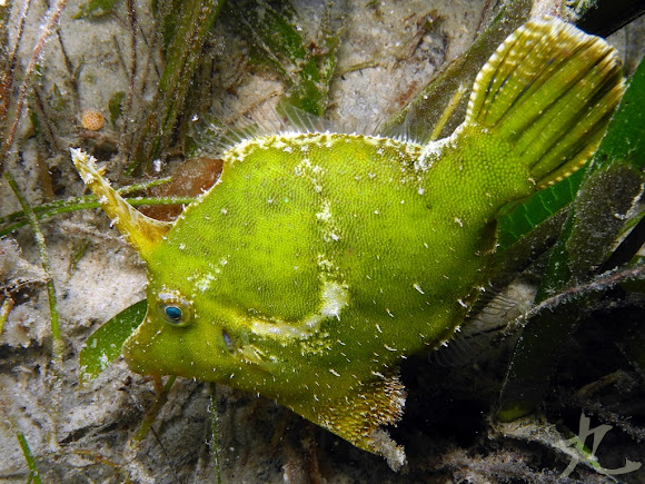 Seagrass Filefish | Project Noah