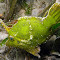 Seagrass Filefish | Project Noah