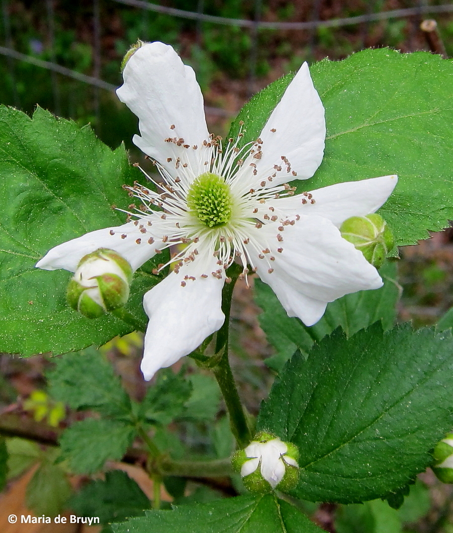 Navajo blackberry | Project Noah