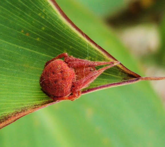 Red Orb Weaver Spider | Project Noah