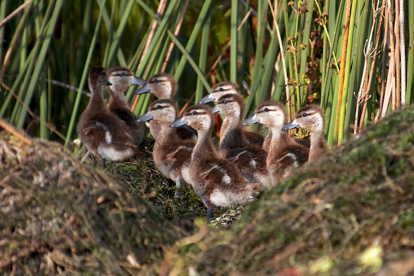 Silver Teal chicks | Project Noah
