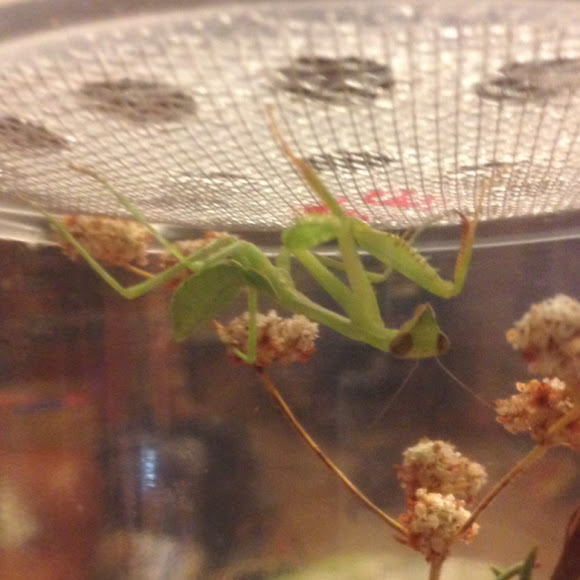 Bordered Mantis | Project Noah