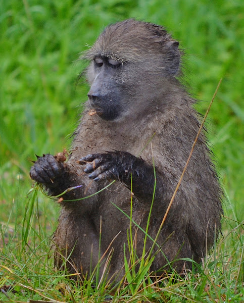 Chacma Baboon | Project Noah