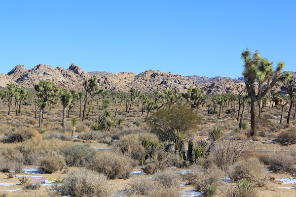 Joshua tree | Project Noah