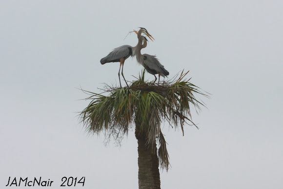 Great Blue Heron (pair) | Project Noah