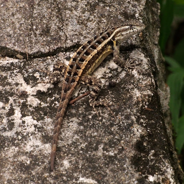 Lizard | Project Noah