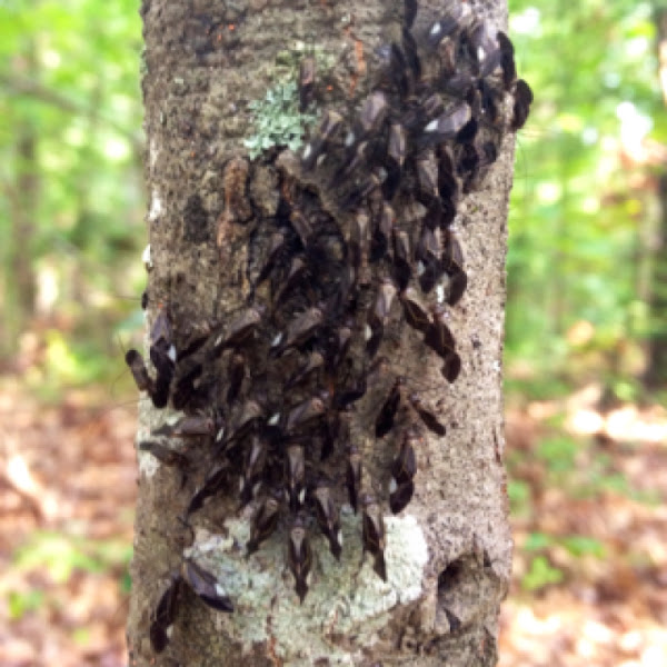 Common Barklice | Project Noah