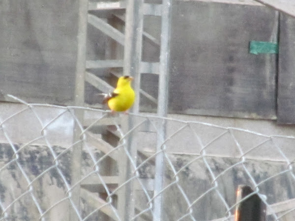 American Goldfinch | Project Noah