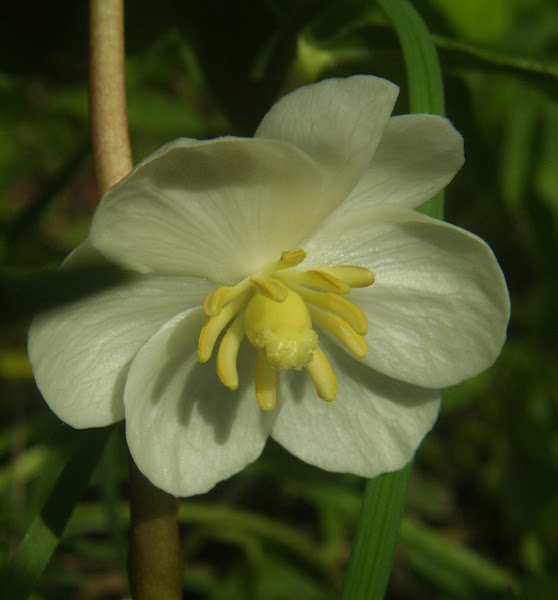 Mayapple | Project Noah