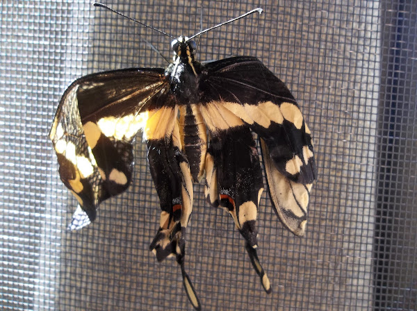 Western Giant Swallowtail | Project Noah