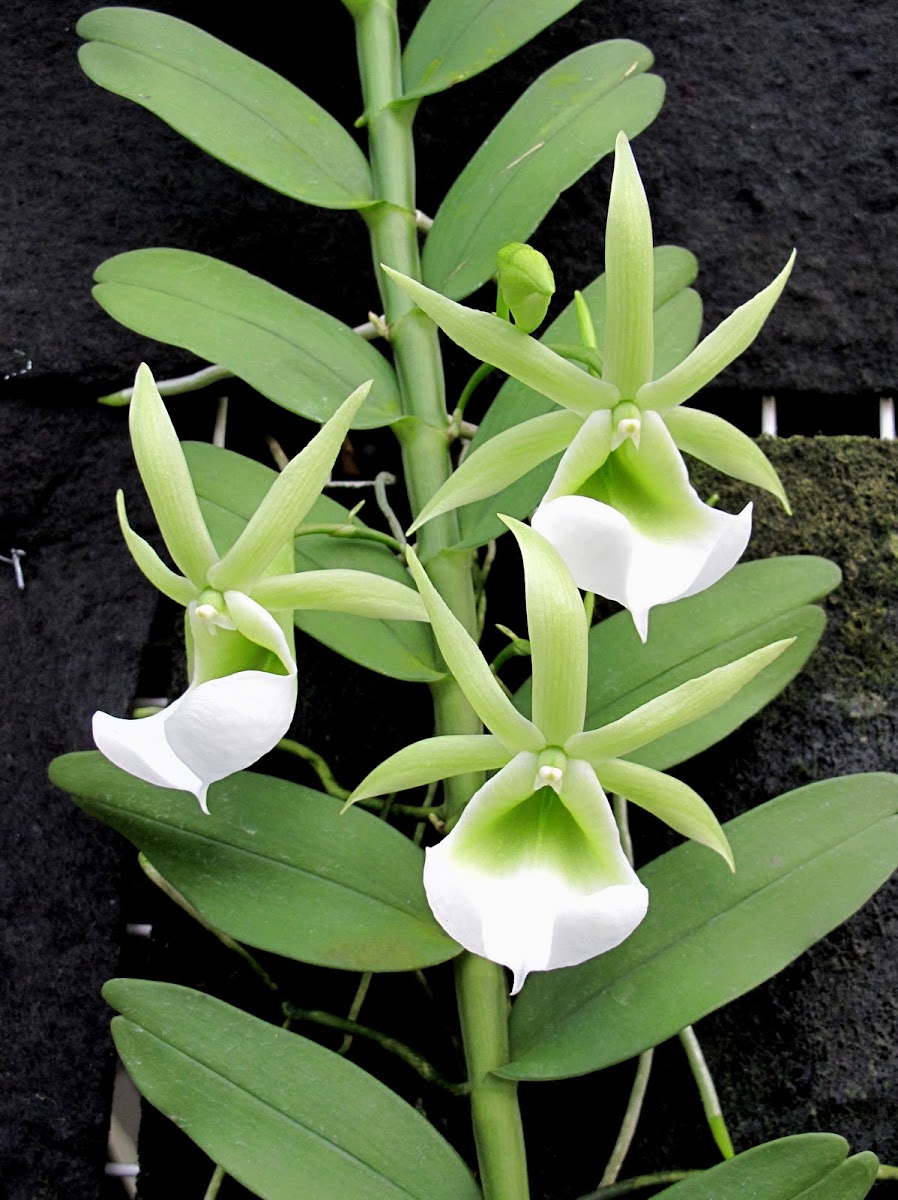 Eichler's Angraecum Orchid | Project Noah